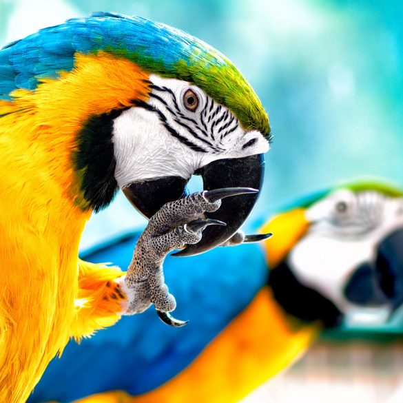 Chomik Chiński – Charakterystyka Gatunku | Blog – PETS STYLE