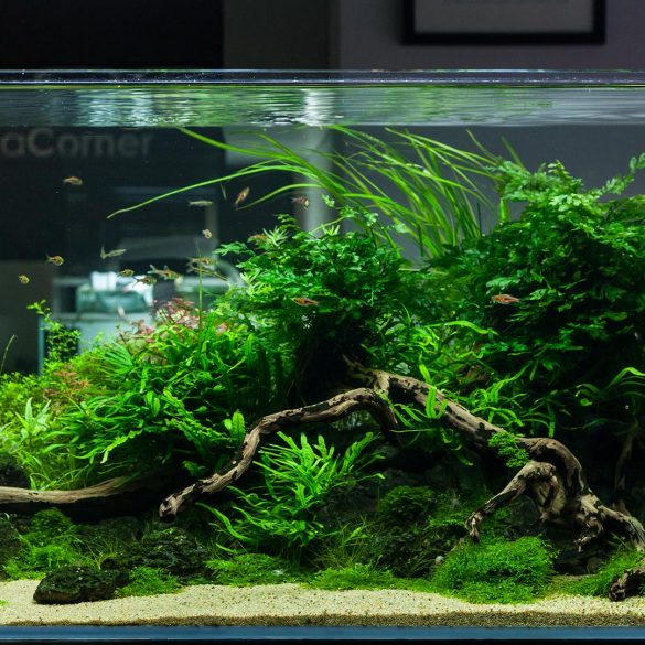 Złota rybka - symbol szczęścia i ulubienica akwarystów | Blog - PETS STYLE