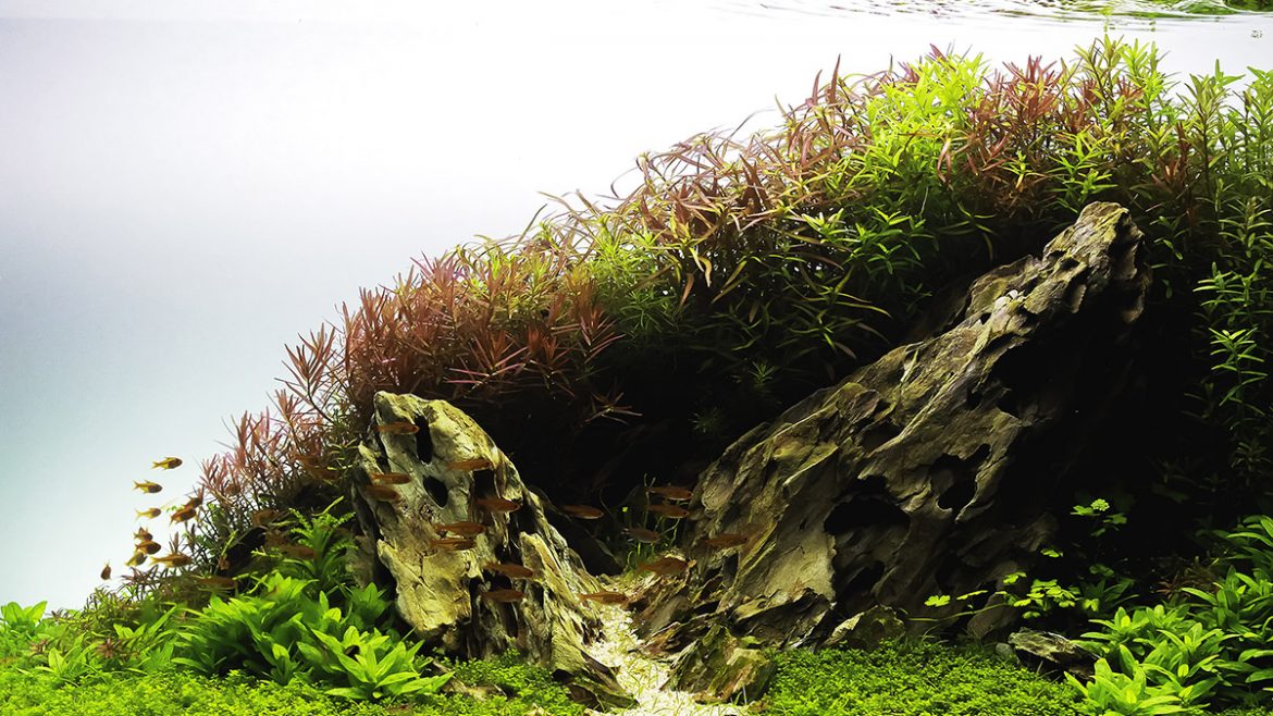 IAPLC – The International Aquatic Plants Layout Contest - WYNIKI | Blog ...