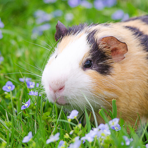 Co Jedzą Chomiki – Zasady Żywienia Gryzoni | PETS STYLE