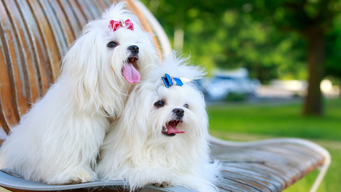 Psy miniaturowe. Opis miniaturowych ras psów | Blog - PETS STYLE