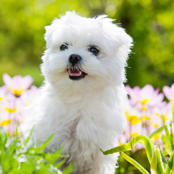 Chińskie Rasy Psów. 7 Najpopularniejszych Ras Piesków z Chin - PETS STYLE