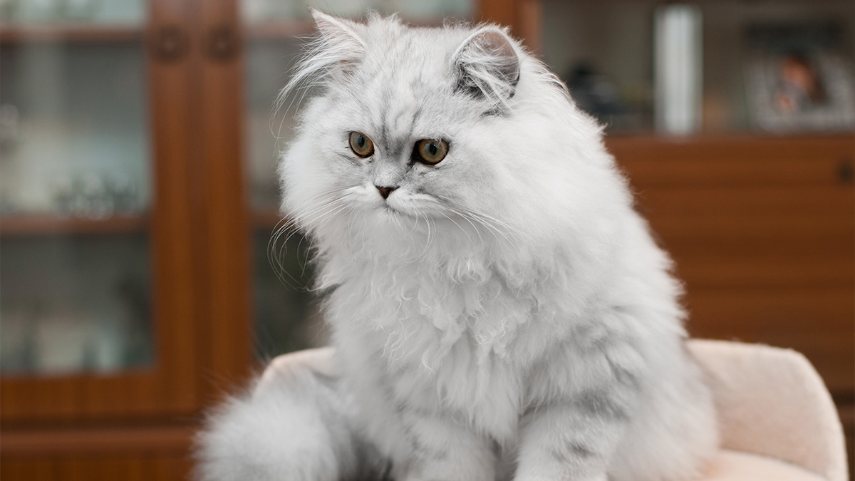 Kot Perski. Charakter, Pielęgnacja, Cena, Wygląd - PETS STYLE