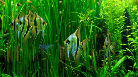 Skalar. Wymagania, Odmiany. Wszystko co Musisz Wiedzieć o Skalarze ...