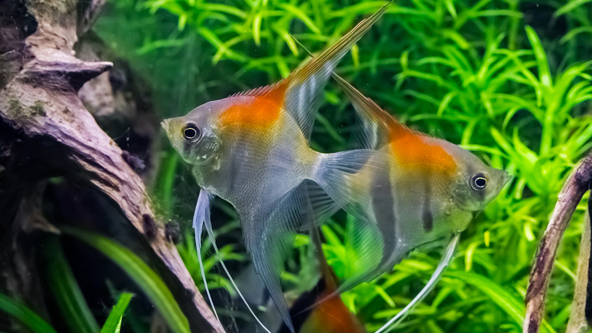 Skalar. Wymagania, Odmiany. Wszystko co Musisz Wiedzieć o Skalarze ...