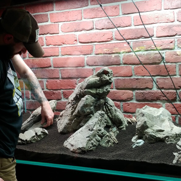 Złota rybka - symbol szczęścia i ulubienica akwarystów | Blog - PETS STYLE