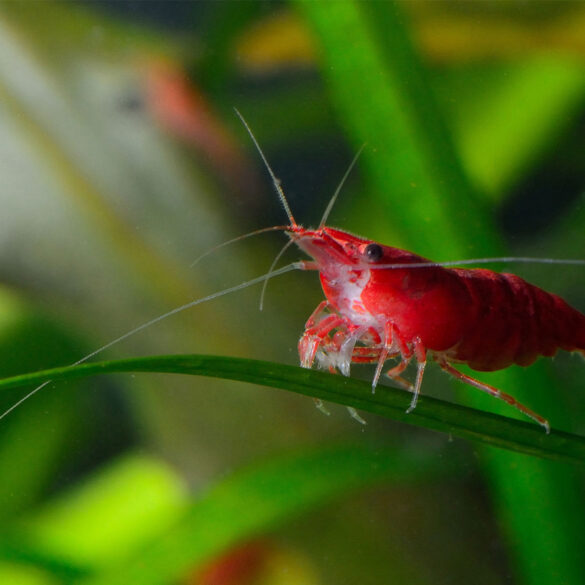 Złota rybka - symbol szczęścia i ulubienica akwarystów | Blog - PETS STYLE