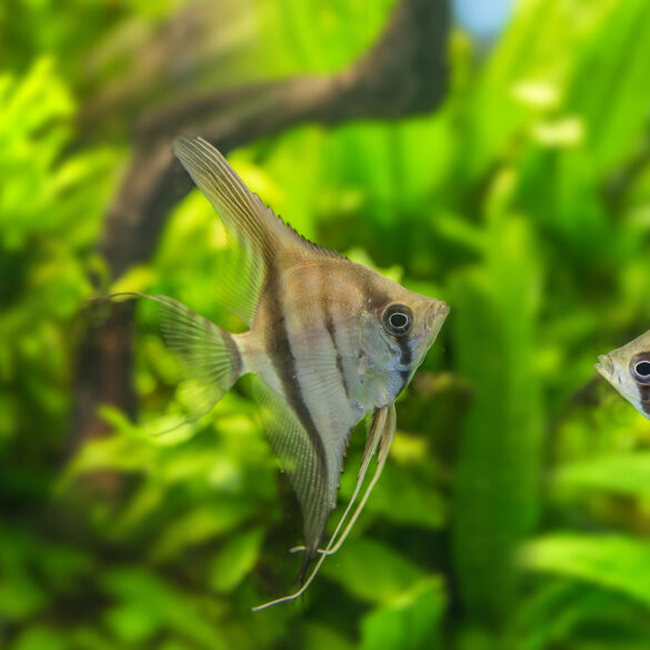 Glonojady w akwarium - co musisz wiedzieć? | Blog - PETS STYLE