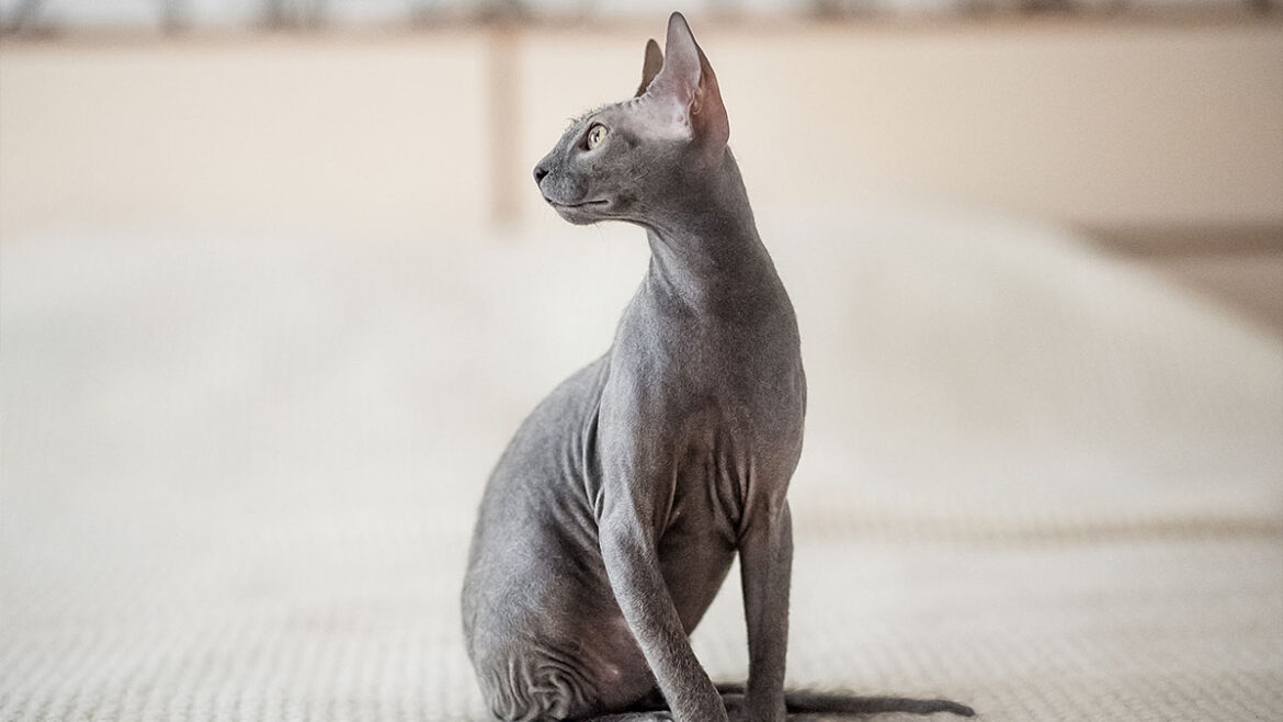 Kot Sfinks Kanadyjski. Charakter, Pielęgnacja, Cena? - PETS STYLE