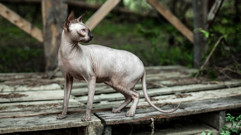 Kot Sfinks Kanadyjski. Charakter, Pielęgnacja, Cena? - PETS STYLE