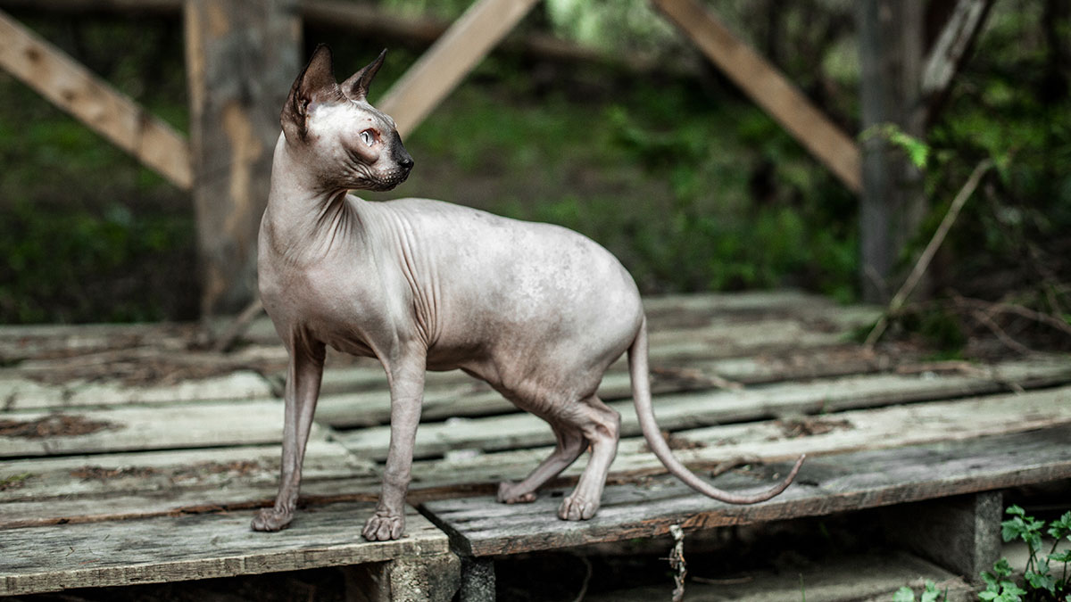 Kot Sfinks Kanadyjski. Charakter, Pielęgnacja, Cena? - PETS STYLE