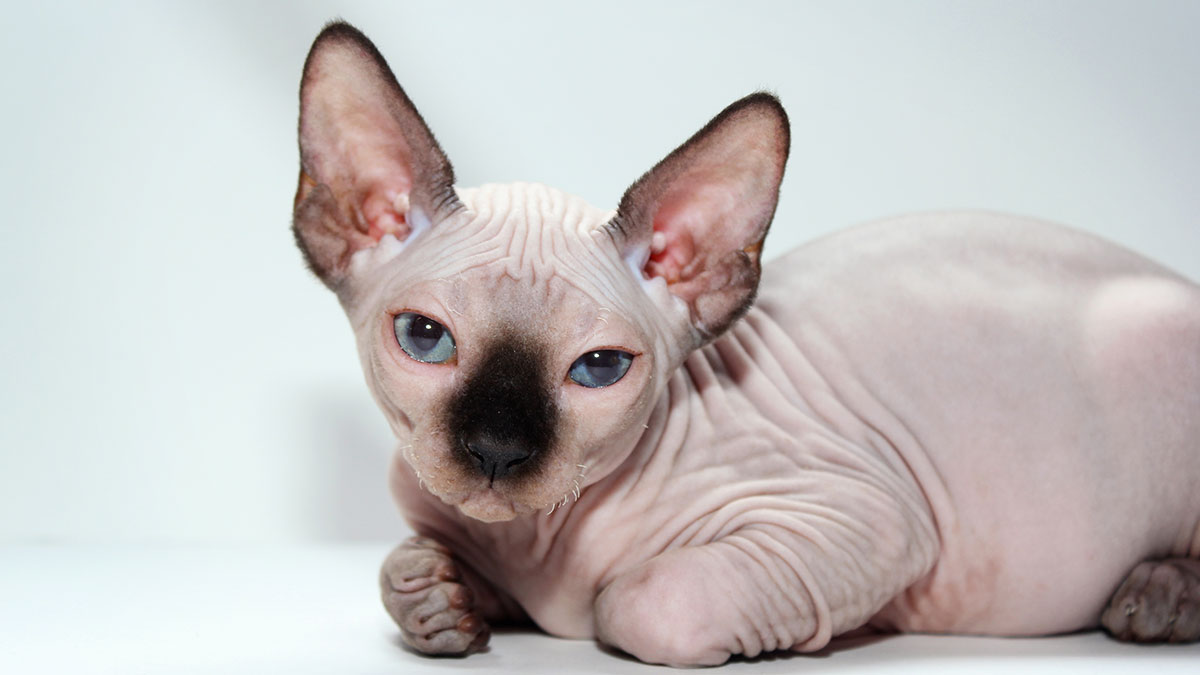 Kot Sfinks Kanadyjski. Charakter, Pielęgnacja, Cena? - PETS STYLE