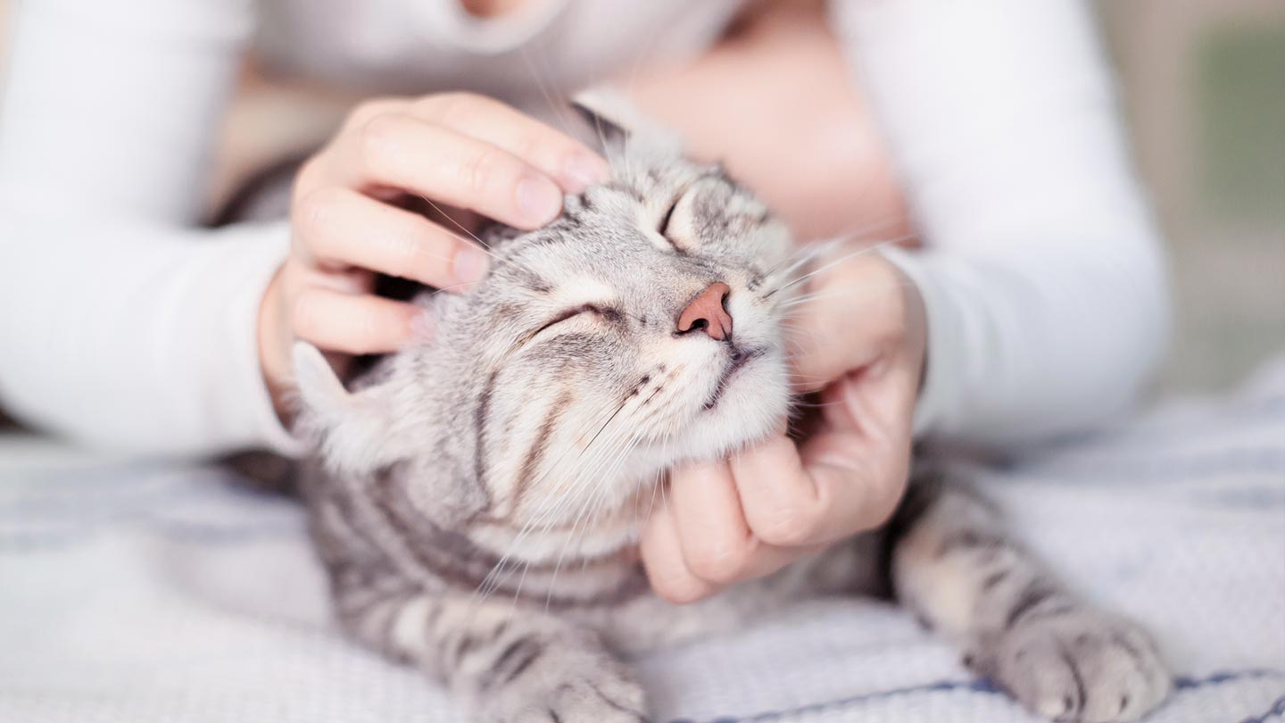 Dlaczego Kot Mruczy? | PETS STYLE