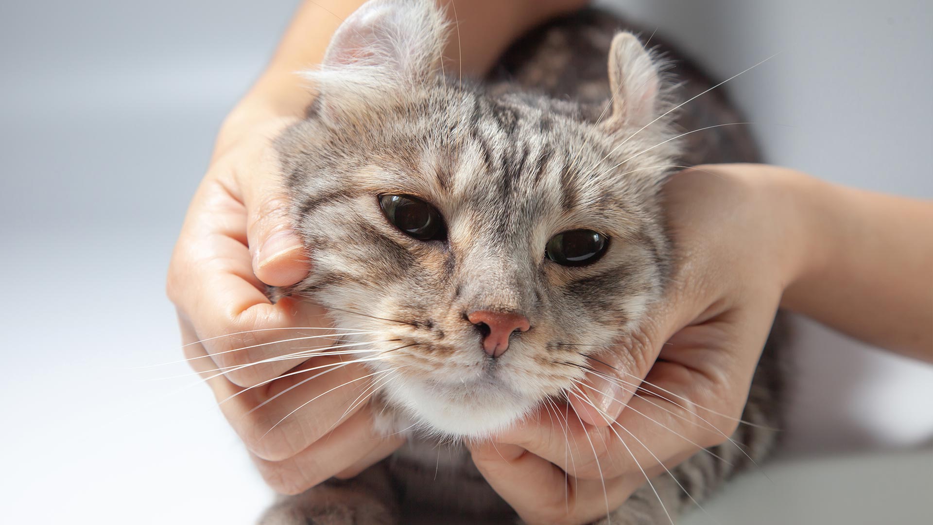 Dlaczego Kot Mruczy? | PETS STYLE