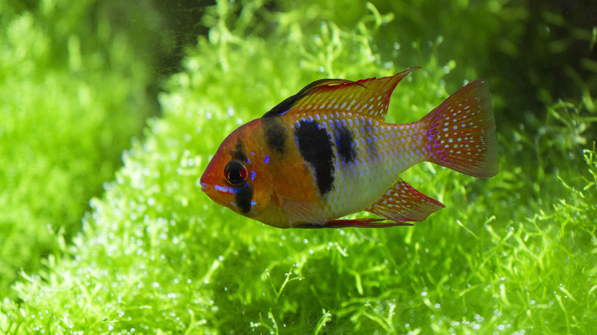 Rybki Akwariowe – 13 Popularnych Gatunków Ryb | PETS STYLE