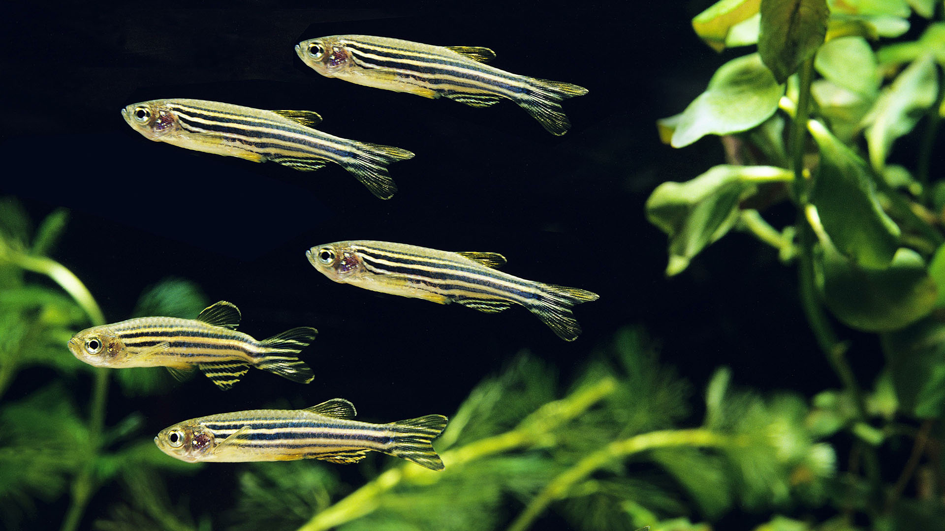 Rybki Akwariowe – 13 Popularnych Gatunków Ryb | PETS STYLE