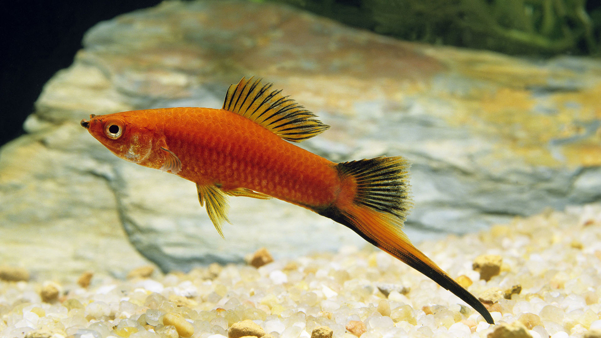 Rybki Akwariowe – 13 Popularnych Gatunków Ryb | PETS STYLE