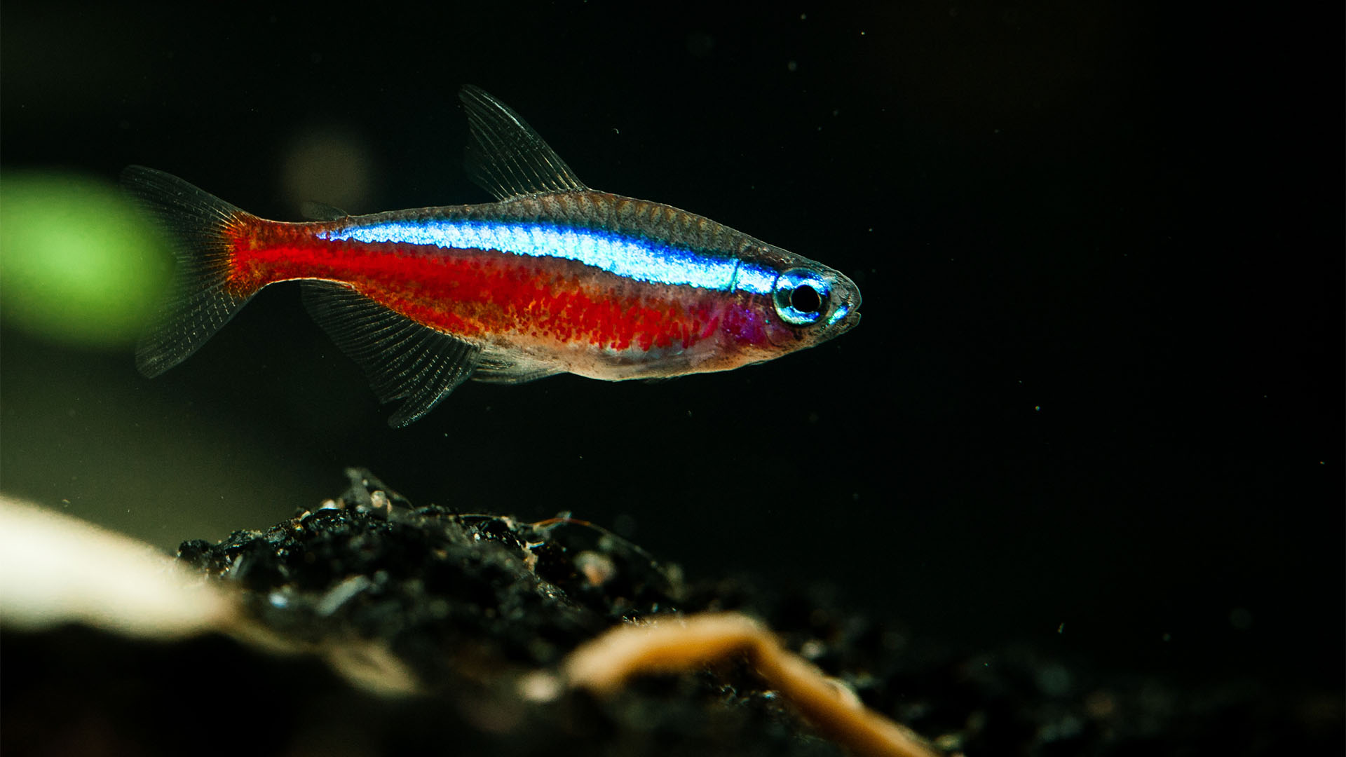 Rybki Akwariowe – 13 Popularnych Gatunków Ryb | PETS STYLE