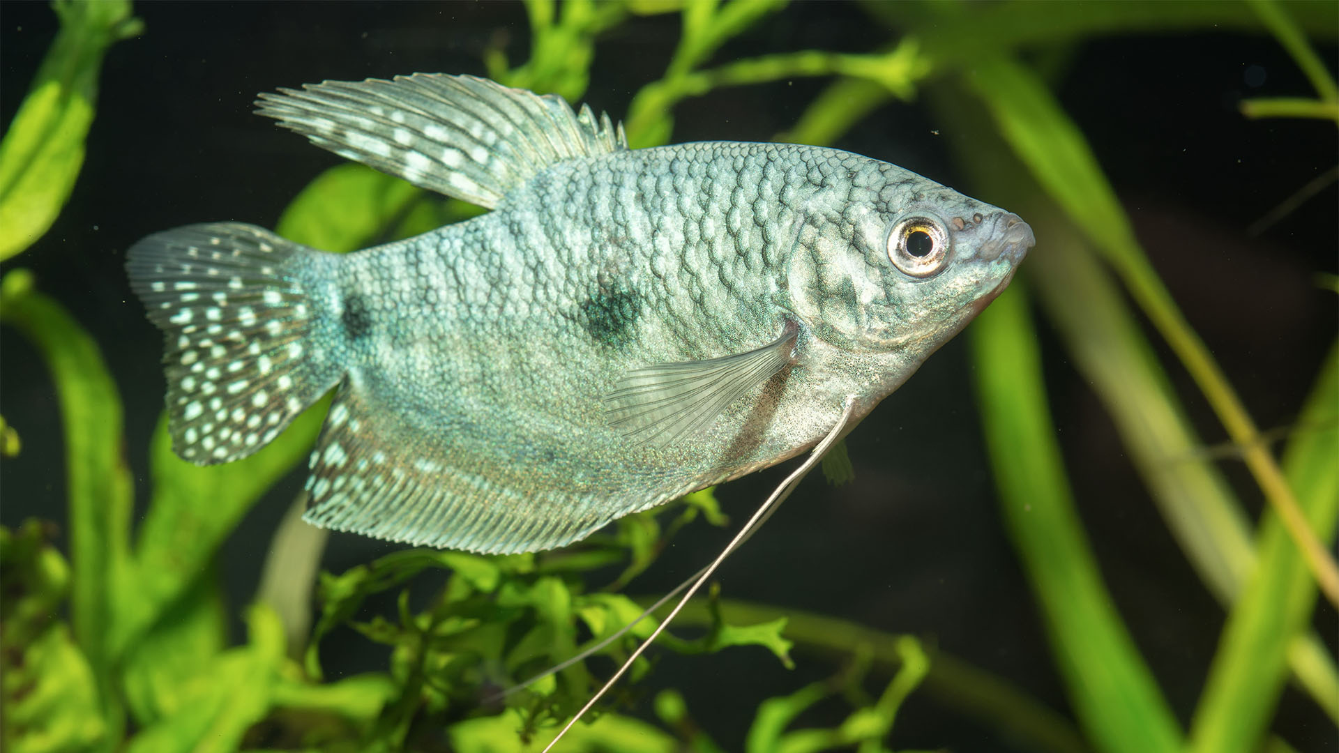 Rybki Akwariowe – 13 Popularnych Gatunków Ryb | PETS STYLE