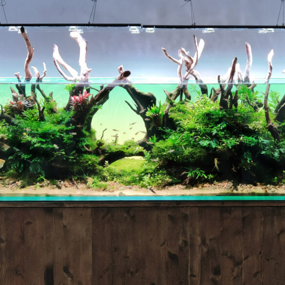 Złota rybka - symbol szczęścia i ulubienica akwarystów | Blog - PETS STYLE