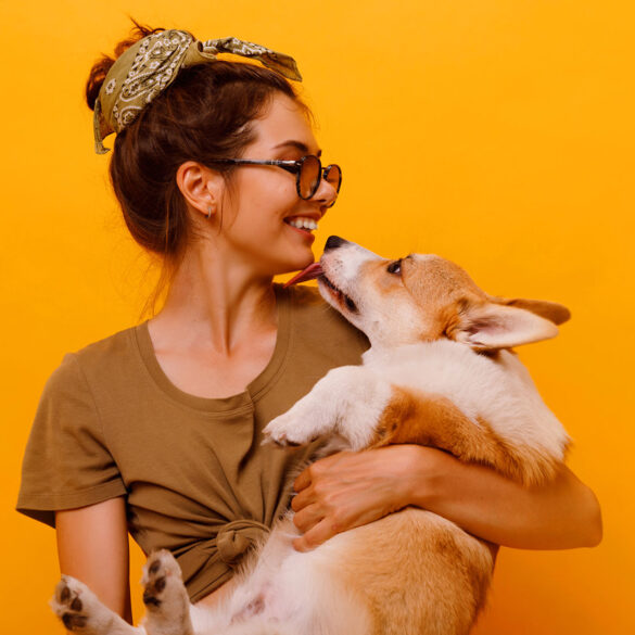 Bernardyn – pies ratownik. Opis rasy | PETS STYLE