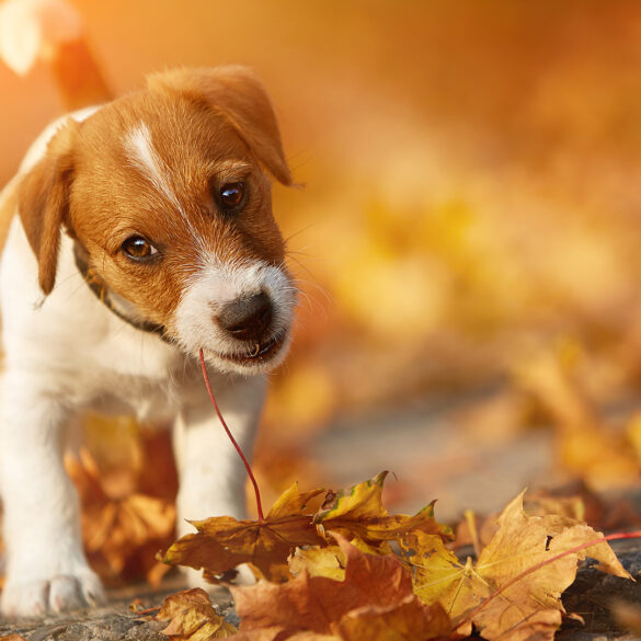 Choroby skóry u psa - przyczyny, objawy, leczenie| PETS STYLE