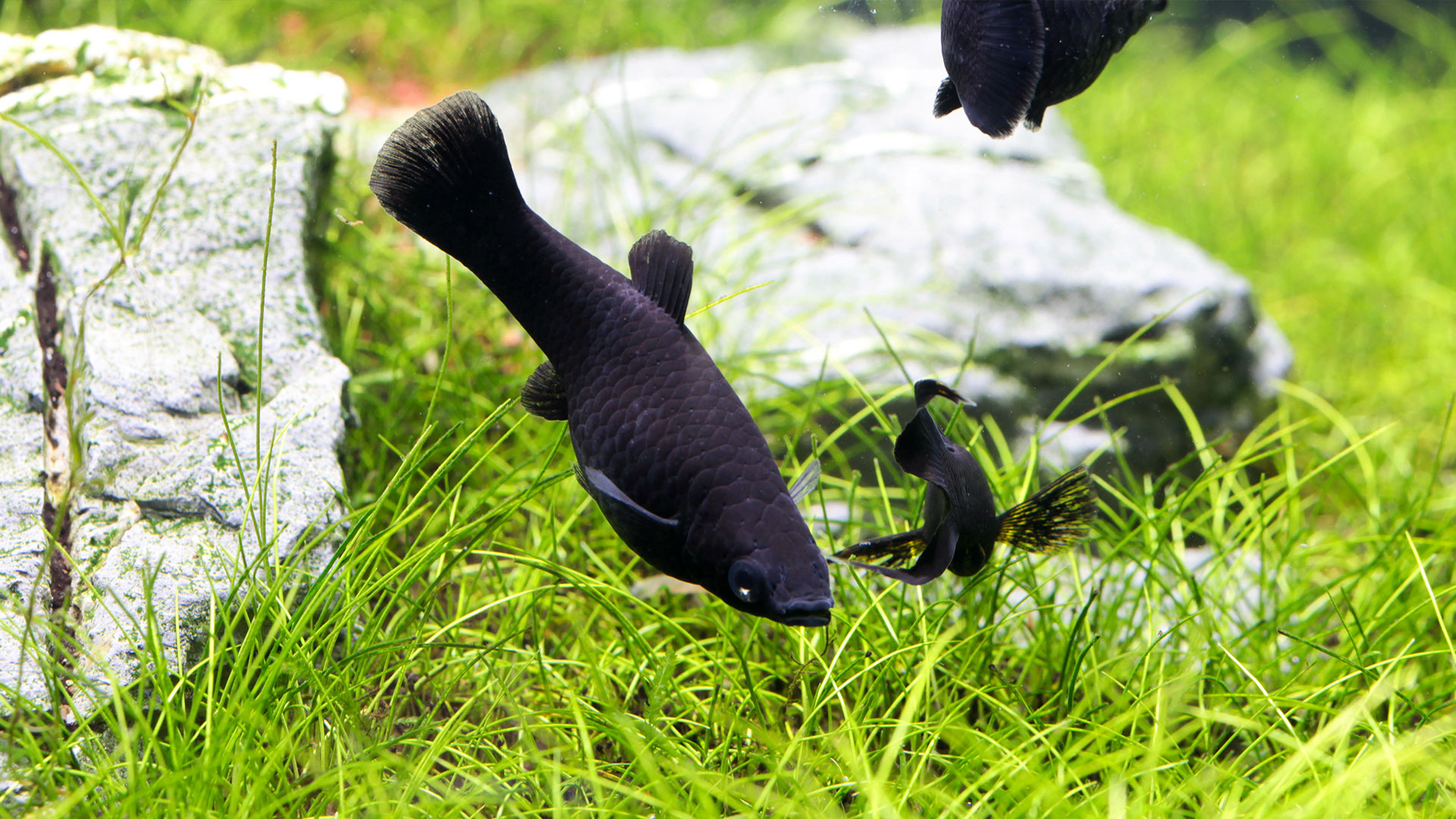 Molinezja Rybki. Popularna Ryba akwariowa - PETS STYLE