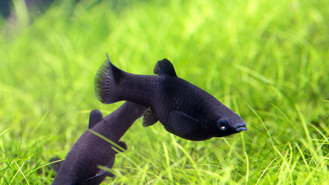 Molinezja Rybki. Popularna Ryba akwariowa - PETS STYLE