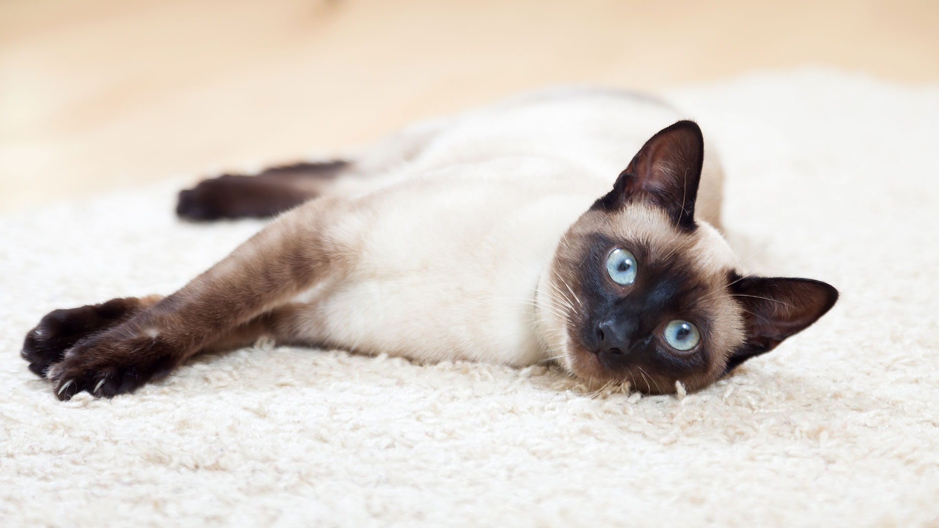 Kot Syjamski. Charakter. Wady i Zalety. Ile Kosztuje? Ciekawostki - PETS STYLE