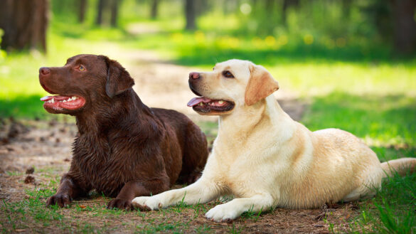 Labrador Retriever. Charakterystyka Rasy. Cena. Wady i Zalety. Ile Żyją ...