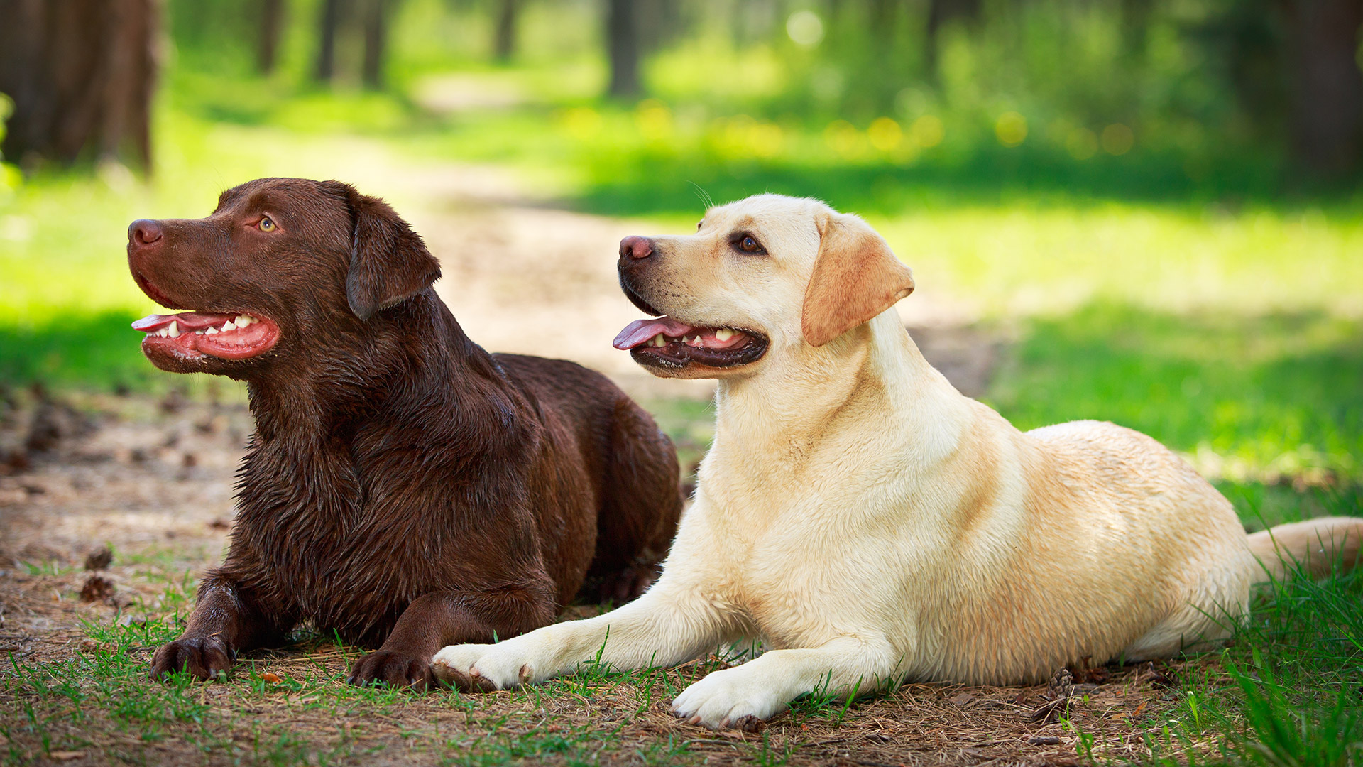Labrador Retriever. Charakterystyka Rasy. Cena. Wady i Zalety. Ile Żyją ...