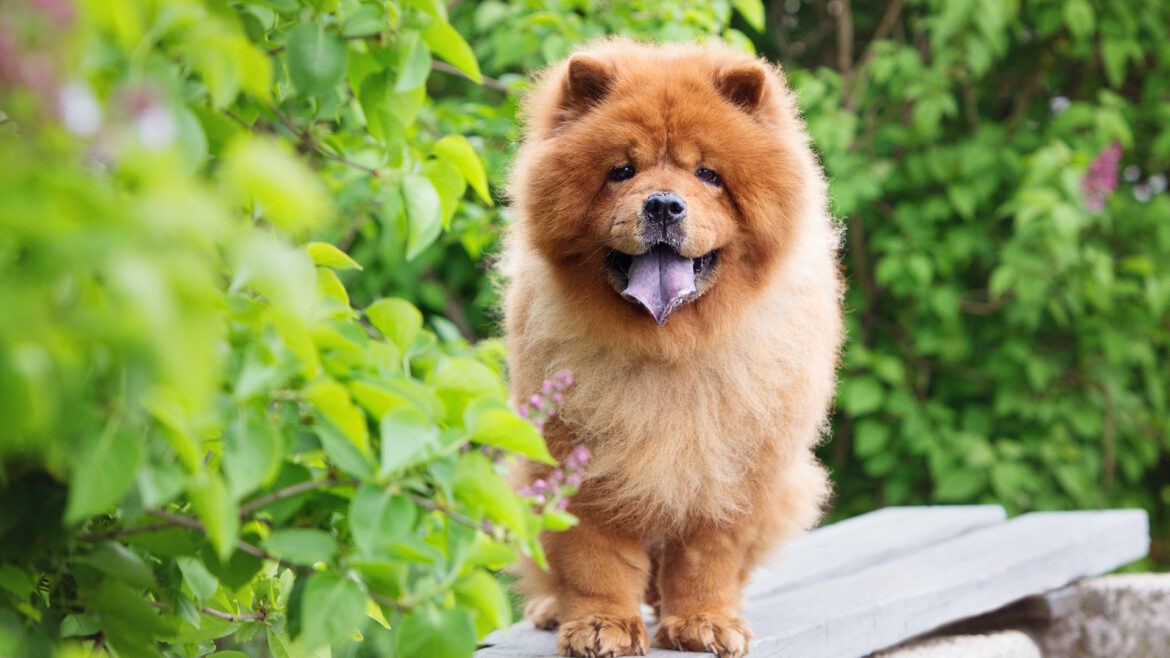 Rude psy. Poznaj 8 Ras Psów o Rudej Sierści. Małe i Duże Pieski - PETS ...
