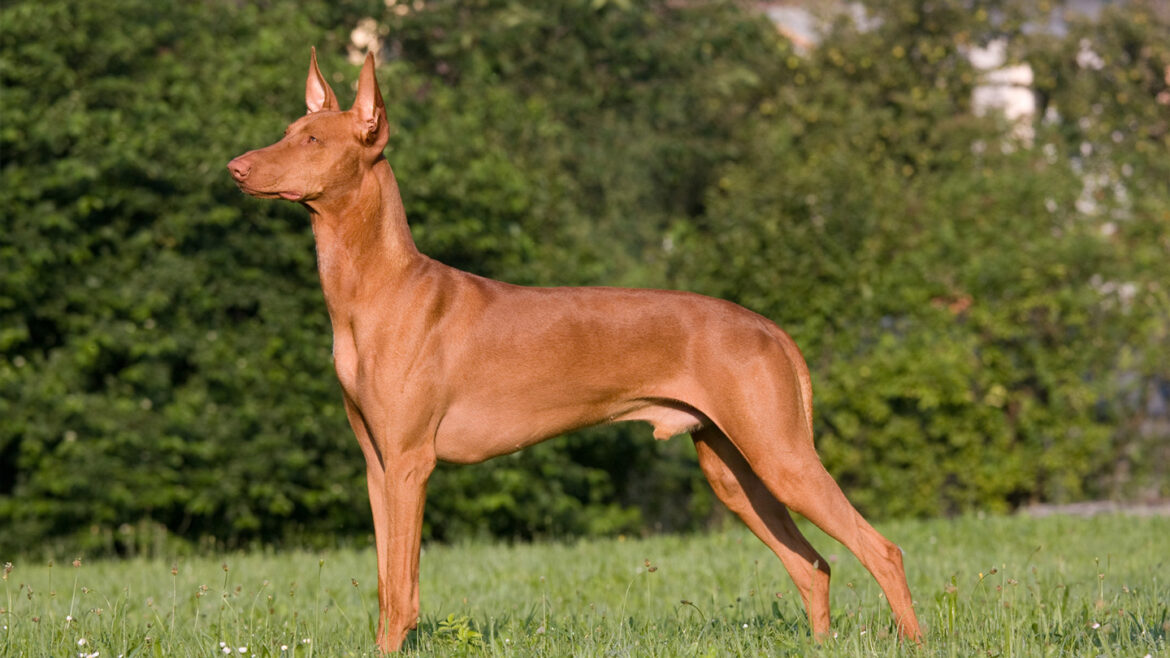 Rude psy. Poznaj 8 Ras Psów o Rudej Sierści. Małe i Duże Pieski - PETS ...