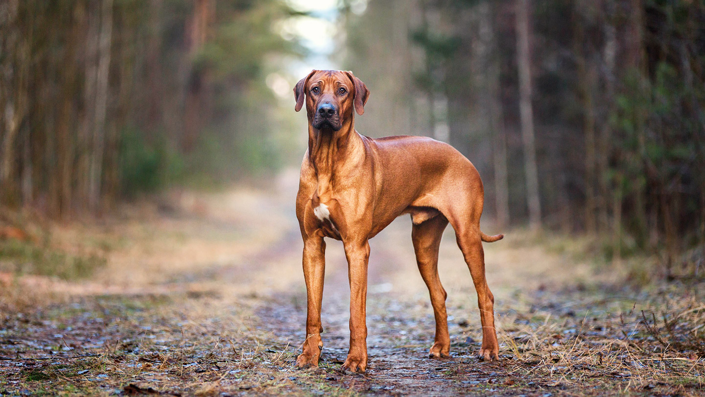 Rude psy. Poznaj 8 Ras Psów o Rudej Sierści. Małe i Duże Pieski - PETS ...