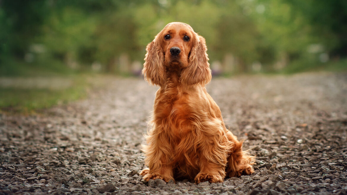 Cocker-spaniel. Opis, Charakterystyka, Cena i Żywienie | PETS STYLE