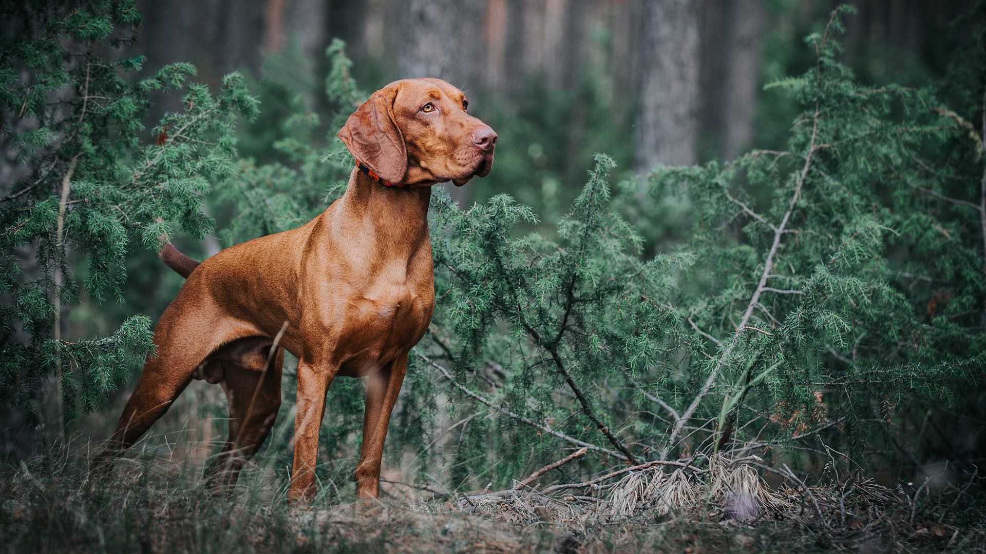Rude psy. Poznaj 8 Ras Psów o Rudej Sierści. Małe i Duże Pieski - PETS ...