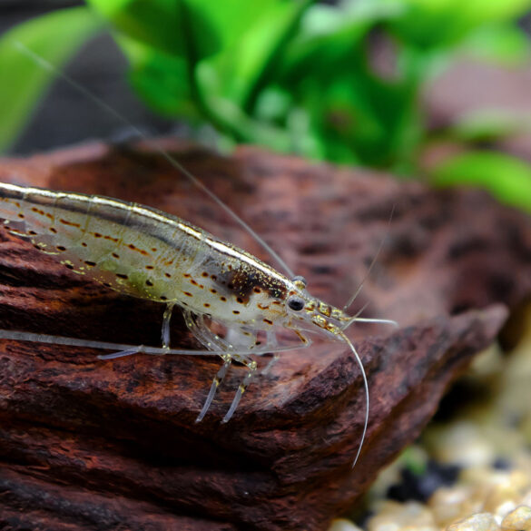 Złota rybka - symbol szczęścia i ulubienica akwarystów | Blog - PETS STYLE