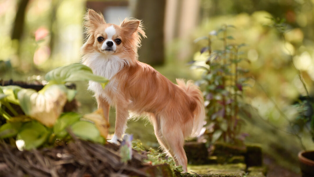 Pieski Miniaturki. Opis Miniaturowych Ras Psów - PETS STYLE