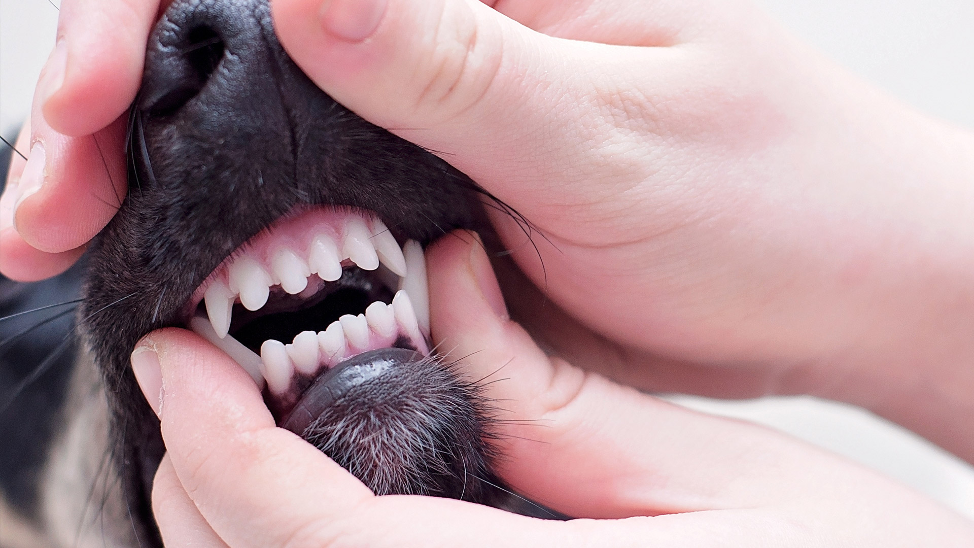 Zęby u Psa. Ile Pies Ma Zębów i Jak Dbać o Psie Zęby | PETS STYLE