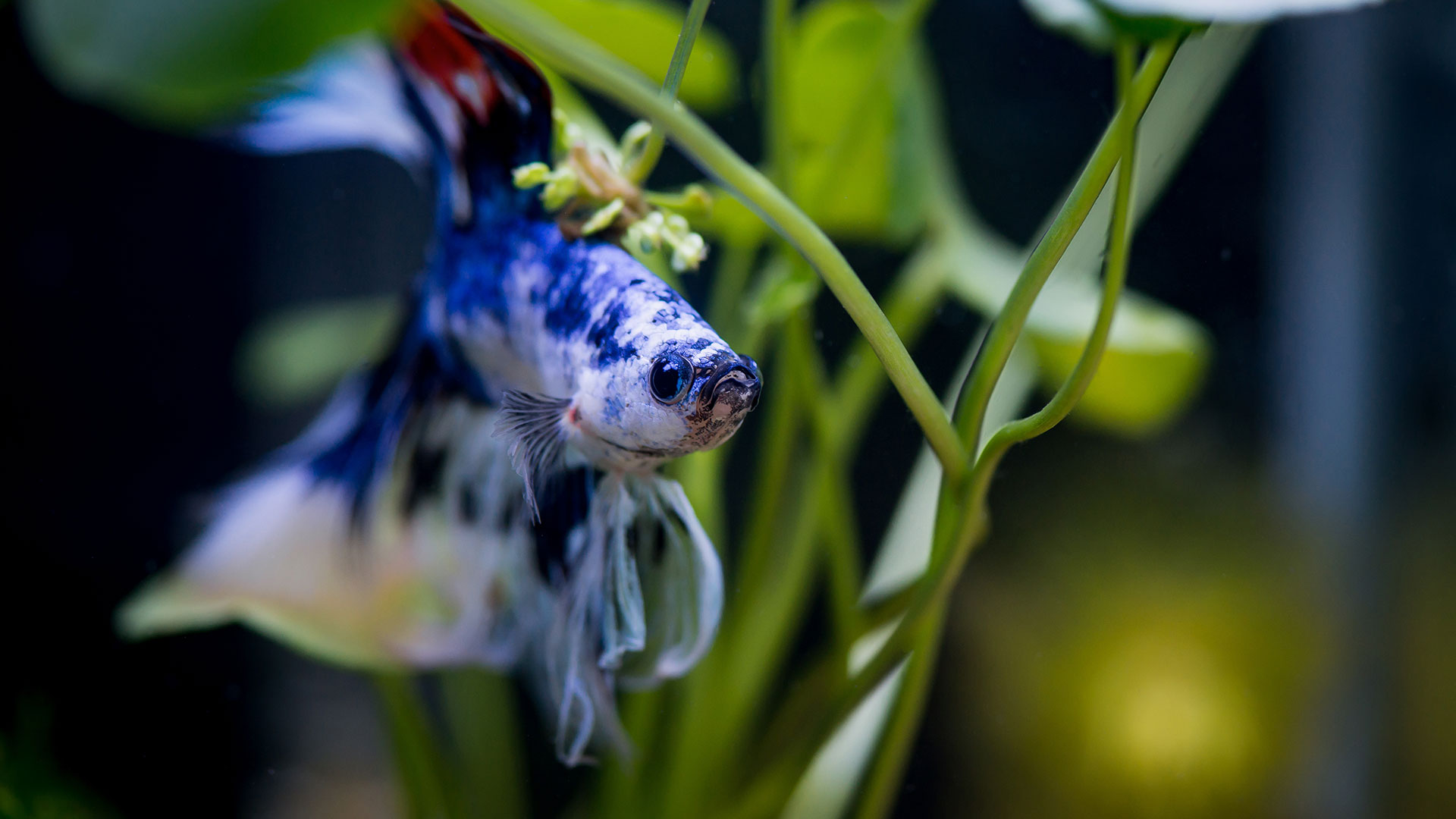 Bojownik Wspaniały (Syjamski) Charakterystyka. Jak Długo Żyje Bojownik ...
