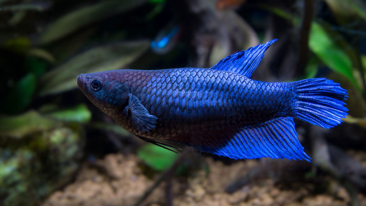 Bojownik Wspaniały (Syjamski) Charakterystyka. Jak Długo Żyje Bojownik ...