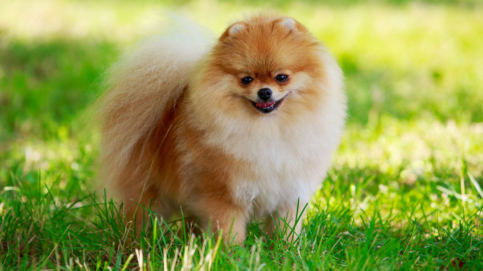 Pieski Miniaturki. Opis Miniaturowych Ras Psów - PETS STYLE