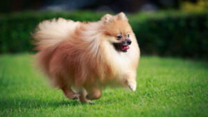 Pomeranian – Wszystko o Rasie. Charakter, Cena, Wygląd | PETS STYLE