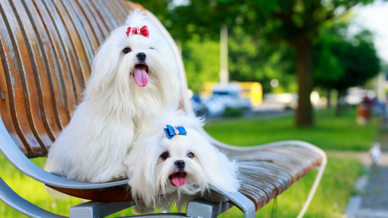 Pieski Miniaturki. Opis Miniaturowych Ras Psów - PETS STYLE