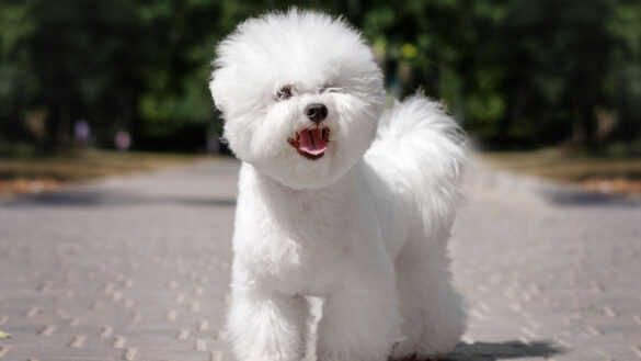 Pieski Miniaturki. Opis Miniaturowych Ras Psów - PETS STYLE