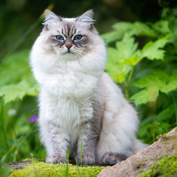 Neva Masquerade. Kot Syberyjski, Charakter, Cena - PETS STYLE