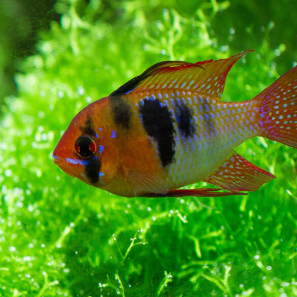 Złota rybka - symbol szczęścia i ulubienica akwarystów | Blog - PETS STYLE