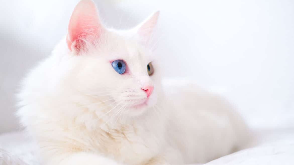 Angora turecka. Charakter, Cena, Pielęgnacja, Zdrowie - PETS STYLE