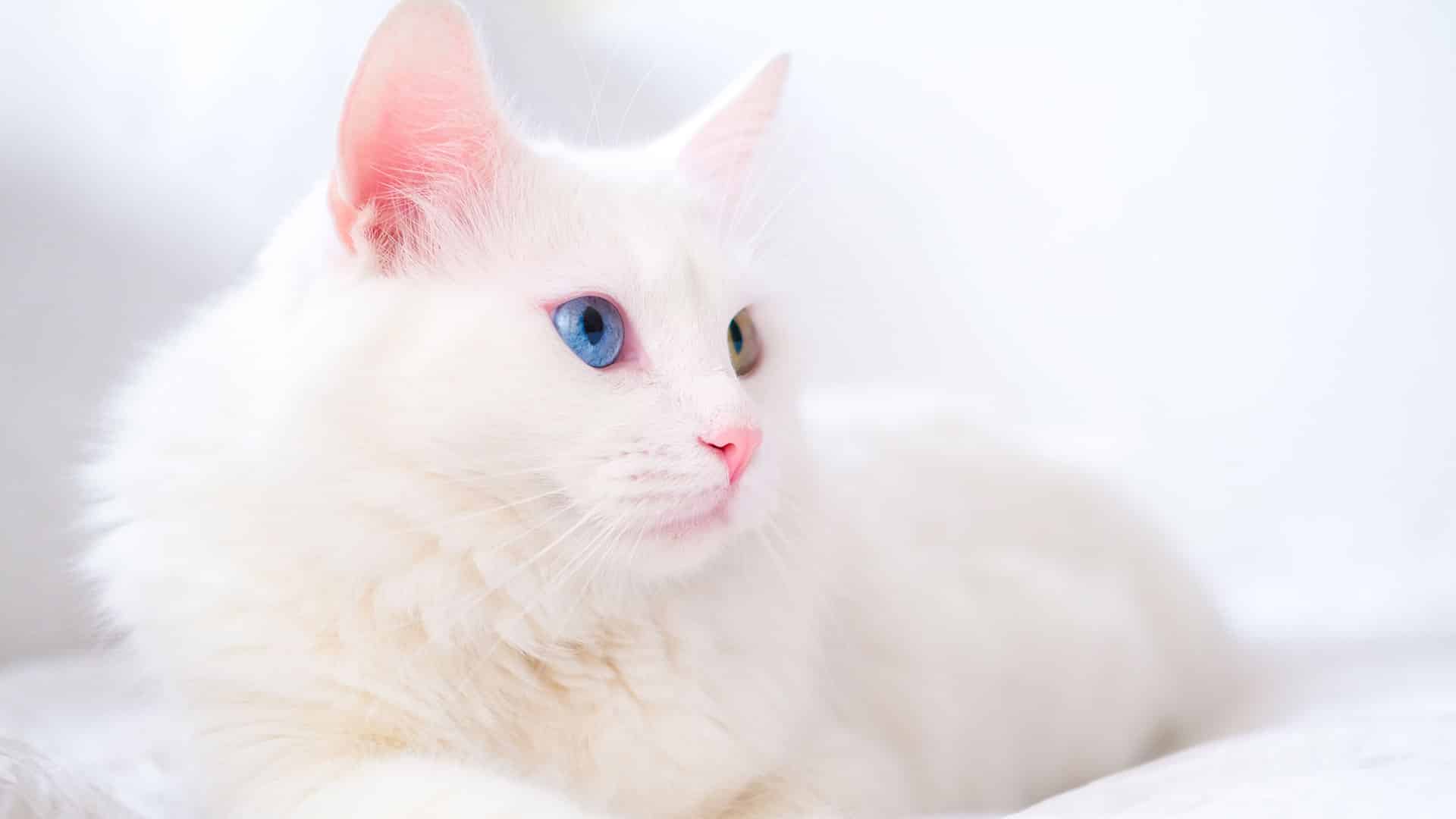 Angora turecka. Charakter, Cena, Pielęgnacja, Zdrowie - PETS STYLE