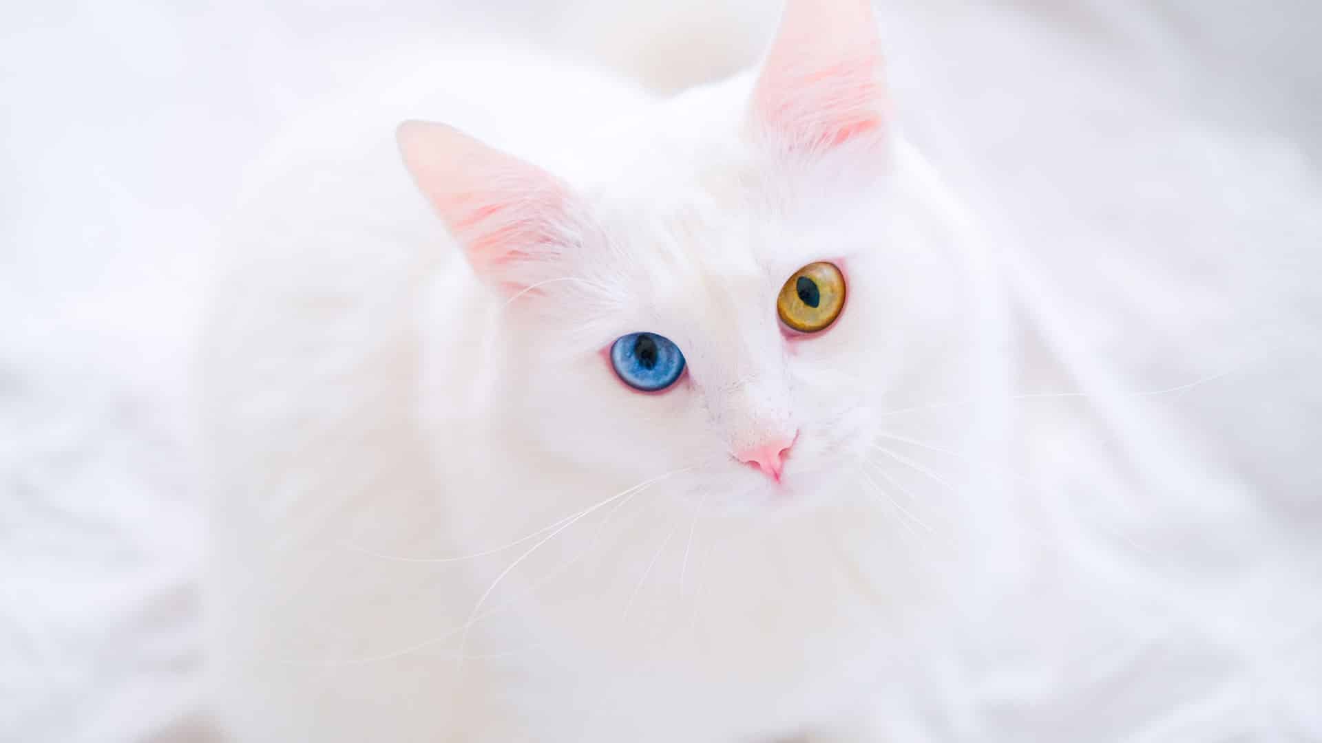 Angora turecka. Charakter, Cena, Pielęgnacja, Zdrowie - PETS STYLE